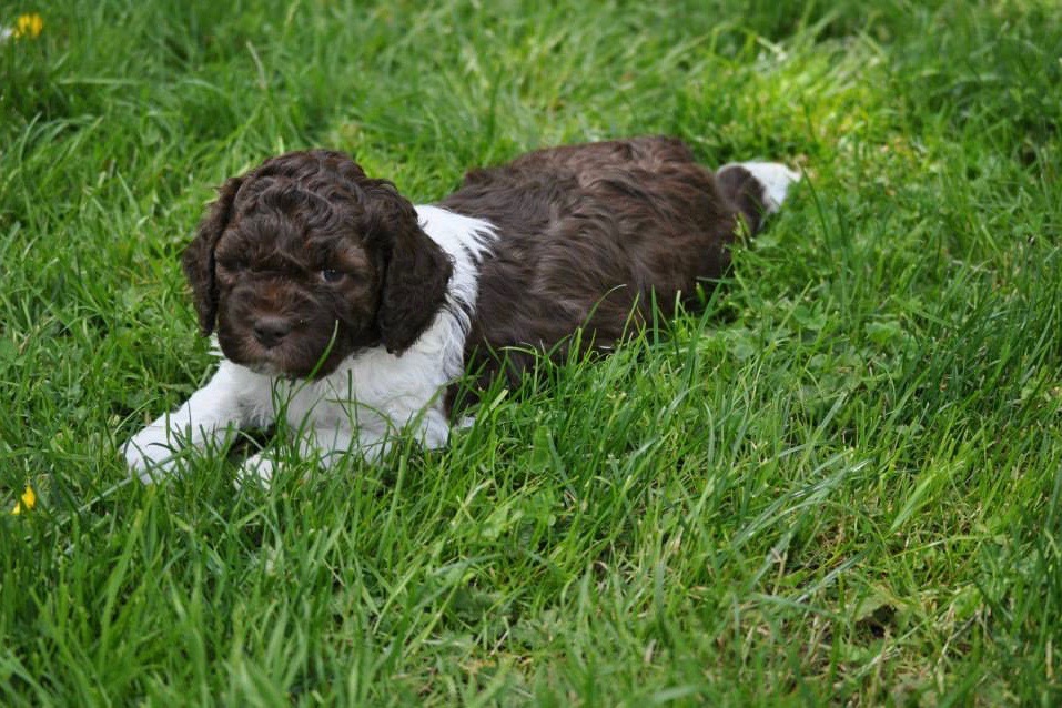 Chocolate Bar Litter | Lagotto on the Hill